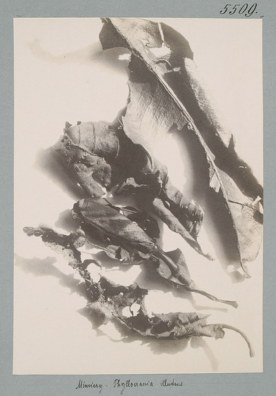 Mimicry: Phyllocrania illudens | Weltmuseum Wien