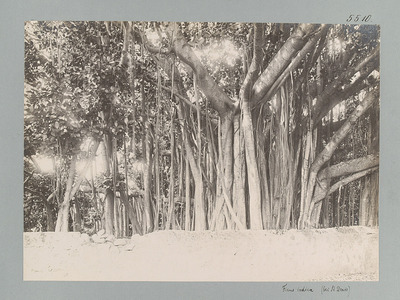 Reunion. Ficus indica (bei St. Denis) | Weltmuseum Wien