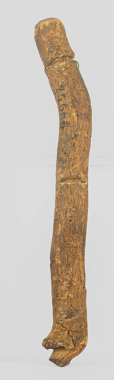 Wurzel | Weltmuseum Wien